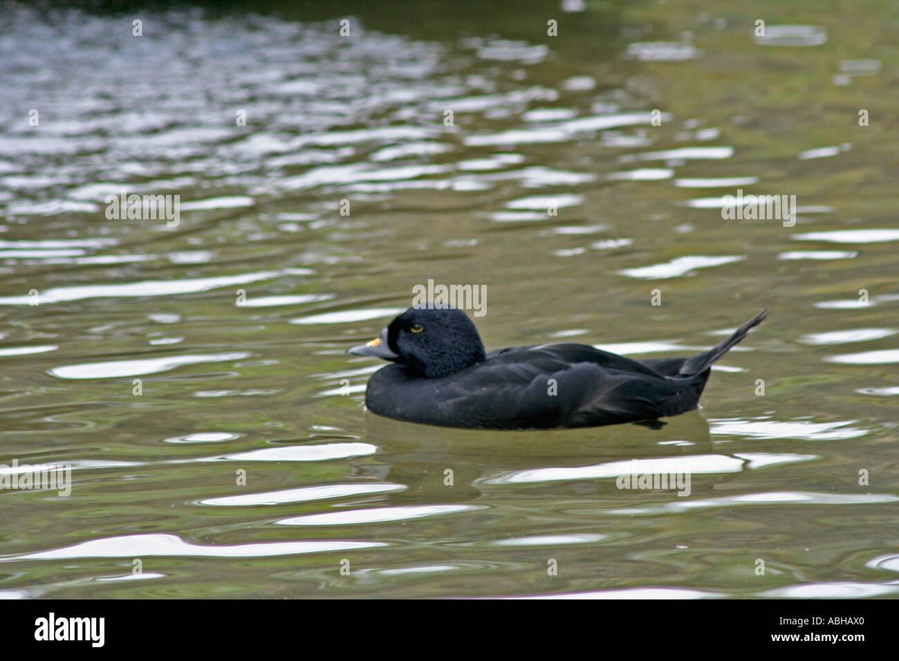 Common scoter - Male (Melanitta nigra), West Sussex, UK. Europe Stock ...
