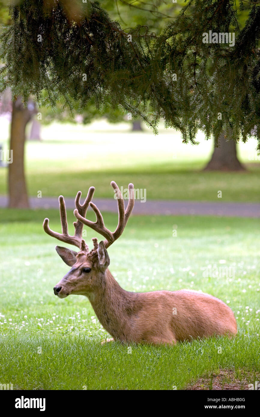 Deer Buck laying in grass under pine tree. City park. Magestic wild ...
