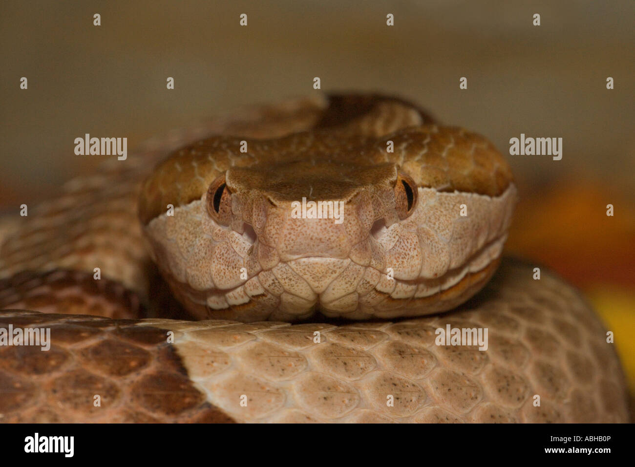 Southern Copperhead portrait heads on view Stock Photo - Alamy