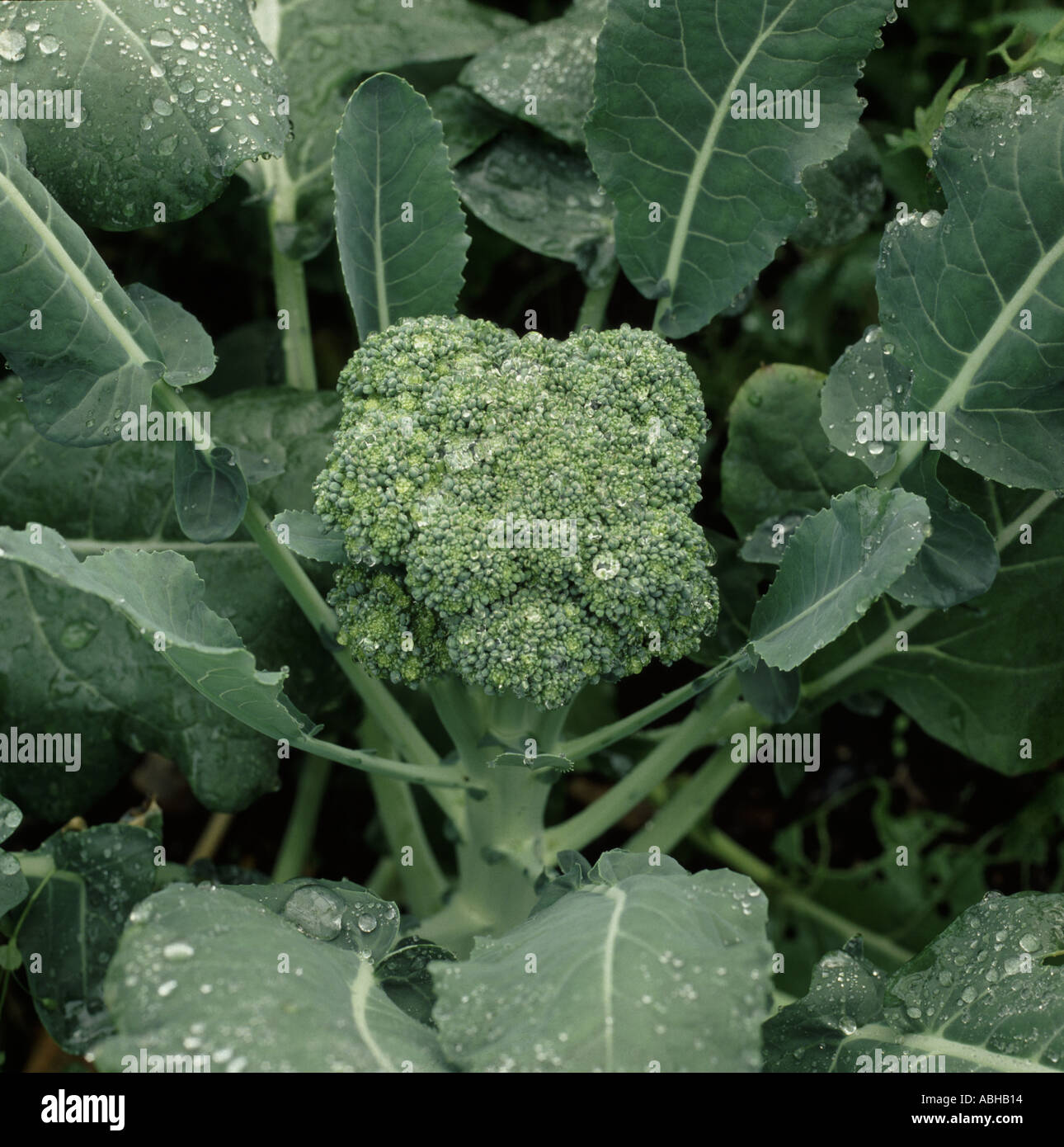 Calabrese plant hi-res stock photography and images - Alamy
