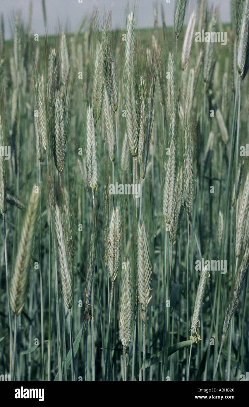 Rye crop uk hi-res stock photography and images - Alamy