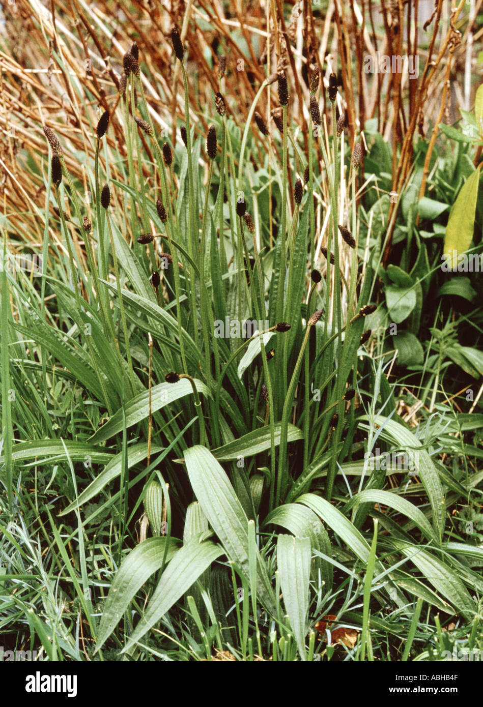 Close up of flowering ribwort plantain Plantago lanceolata plant at ...