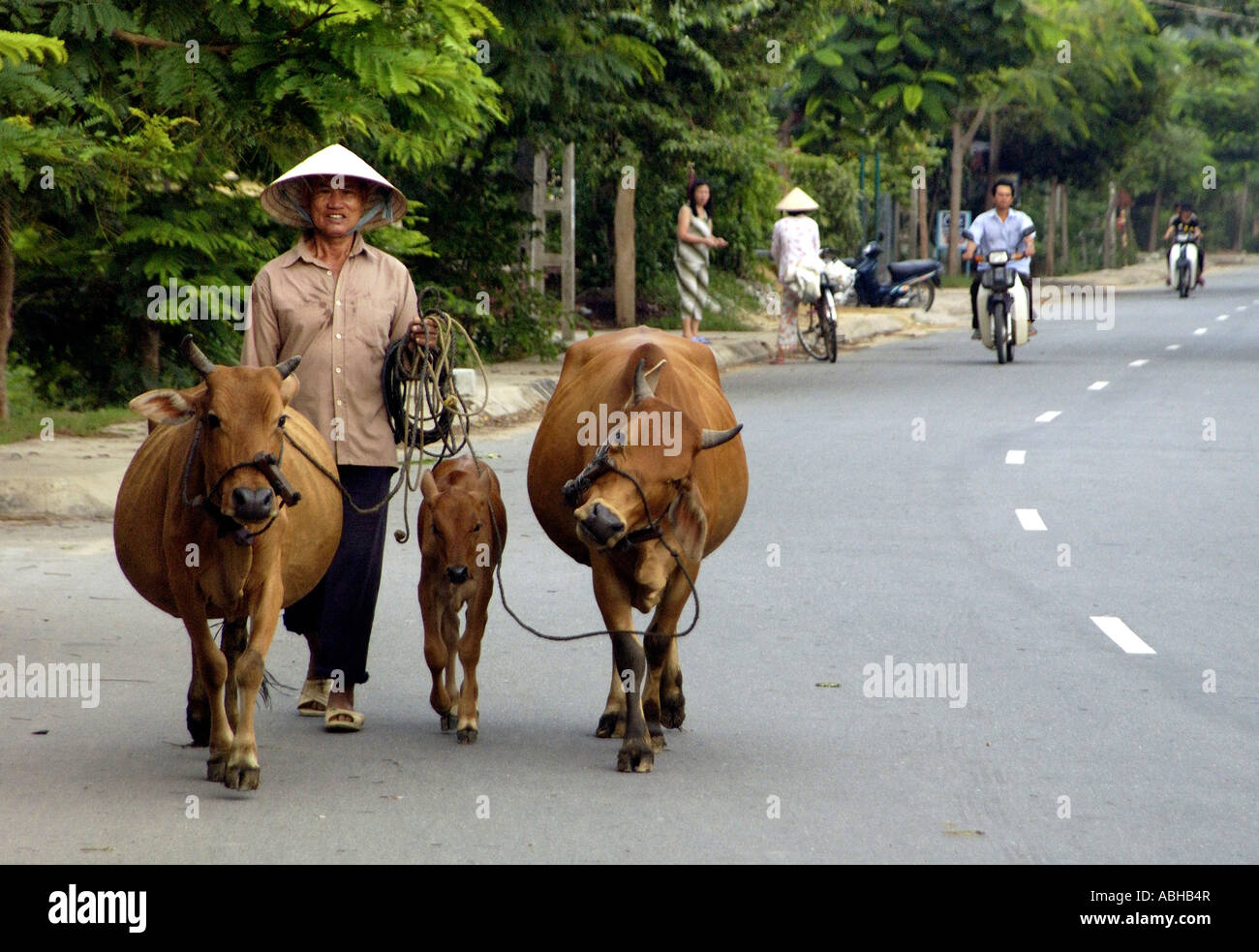 A man walks his cows along a road in a rural region near Hoi An Vietnam ...