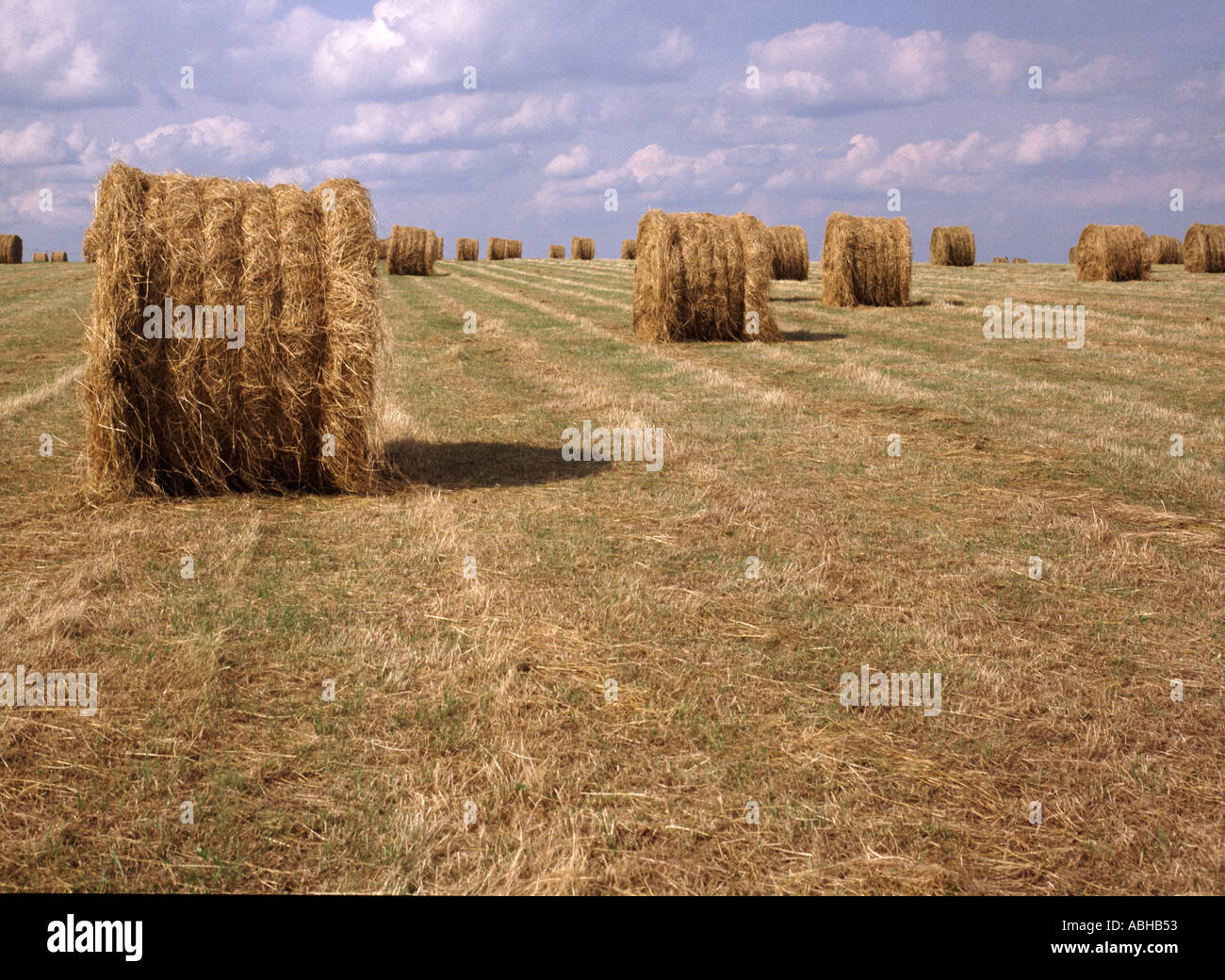 Round hay bales after cutting grass hay field Stock Photo - Alamy