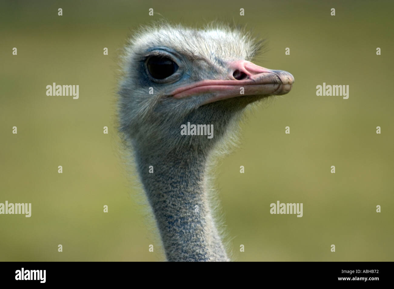 Ostrich face hi-res stock photography and images - Alamy