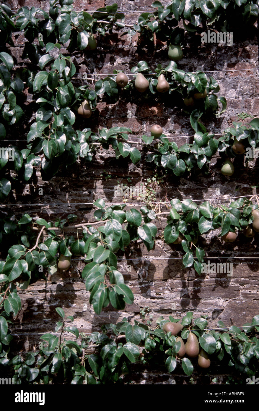 pear trees grow up a wall at the Lost Gardens of Heligan in Cornwall ...