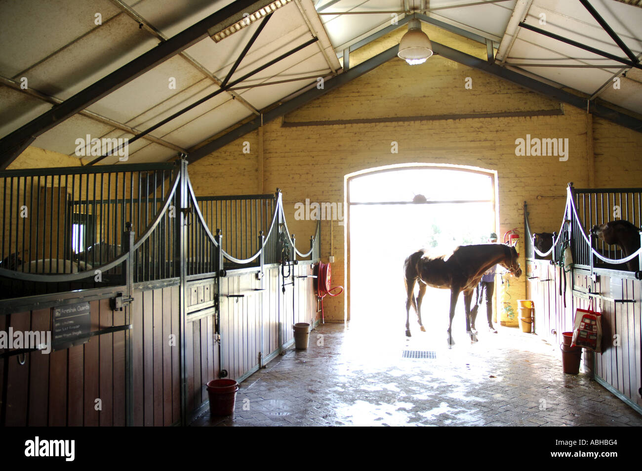 Arabian horse at Steinmetz Arabians Stables in Franschhoek in South ...