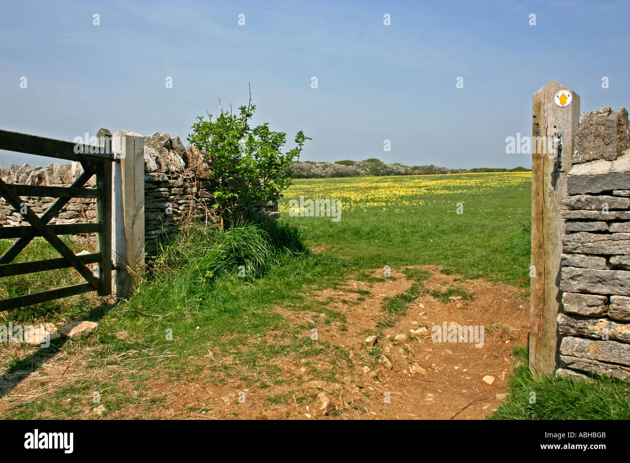 Five-barred Gate Open leading to field with Cowslips (Primula veris ...