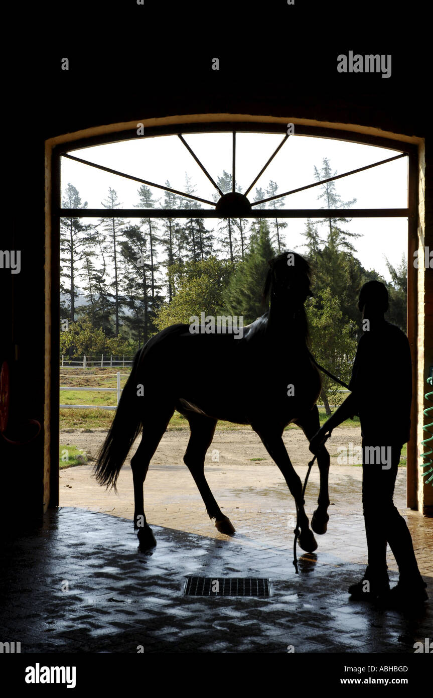 Arabian horse at Steinmetz Arabians Stables in Franschhoek in South ...