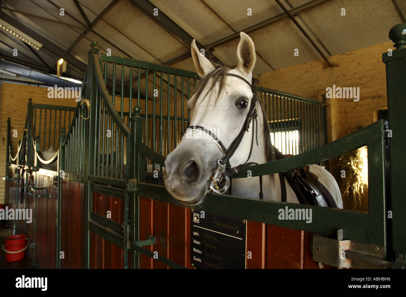 Arabian horse at Steinmetz Arabians Stables in Franschhoek in South ...