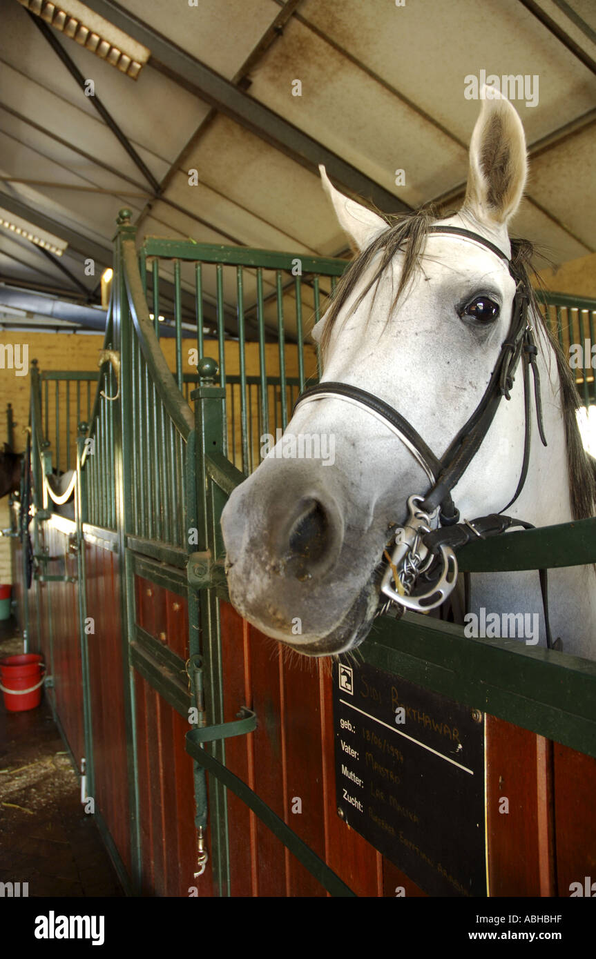 Arabian horse stables hi-res stock photography and images - Alamy