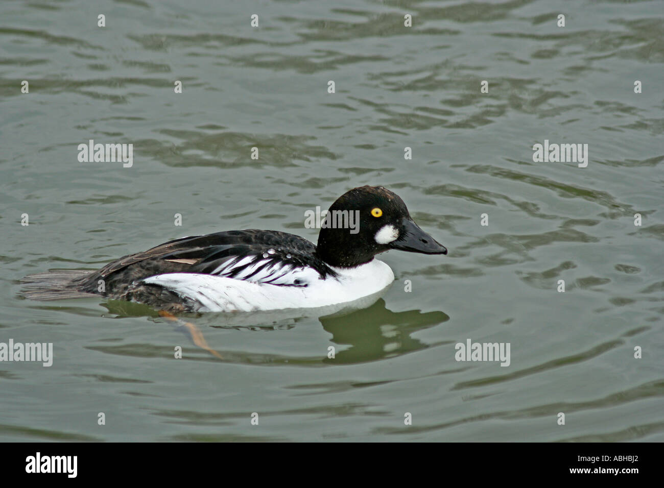 Goldeneye duck uk hi-res stock photography and images - Alamy