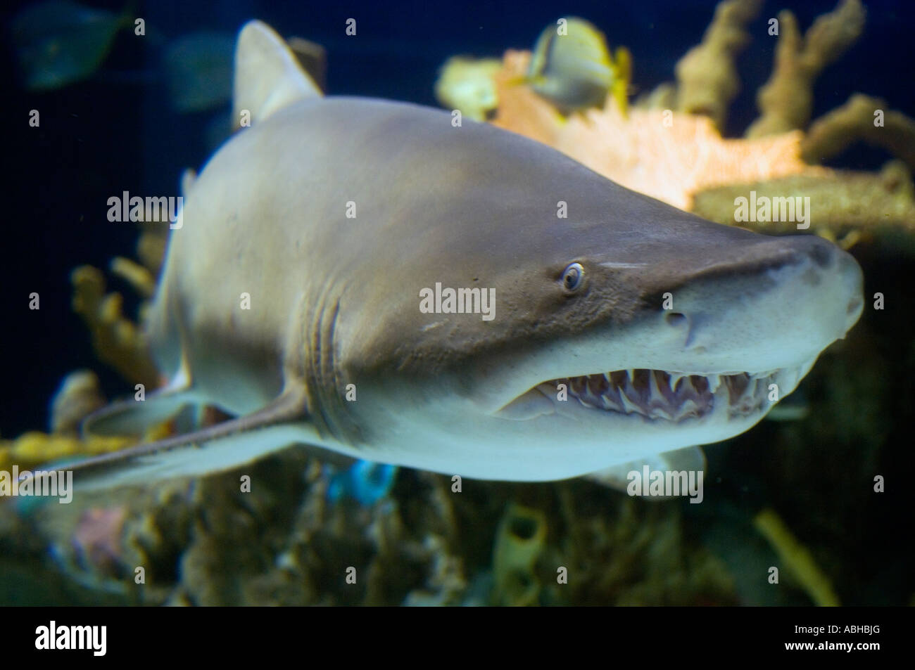 Carcharias taurus teeth hi-res stock photography and images - Alamy