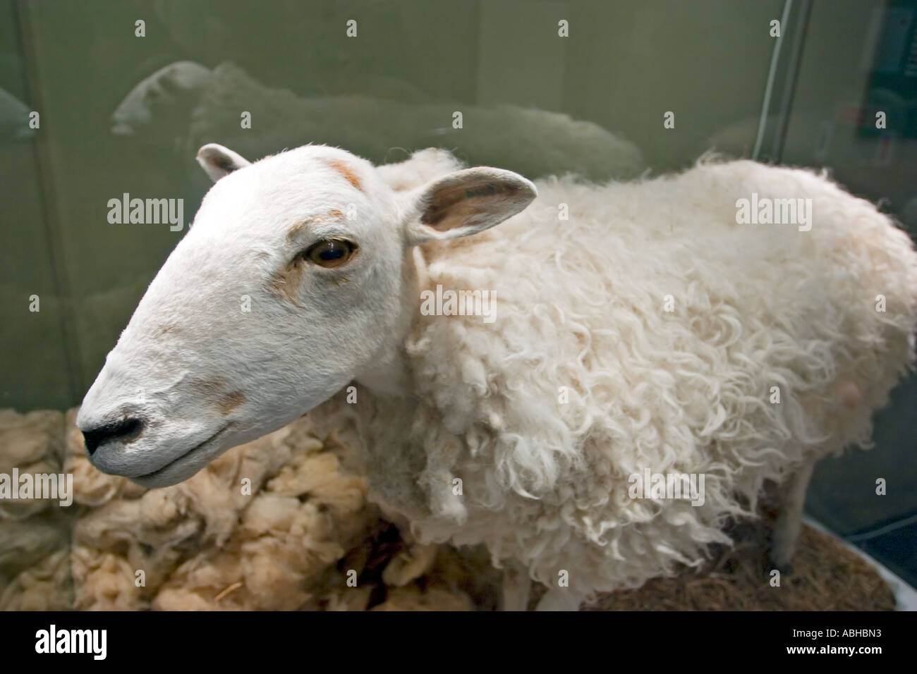 Morag the cloned sheep cloned from embryo cells in 1995 Stock Photo - Alamy
