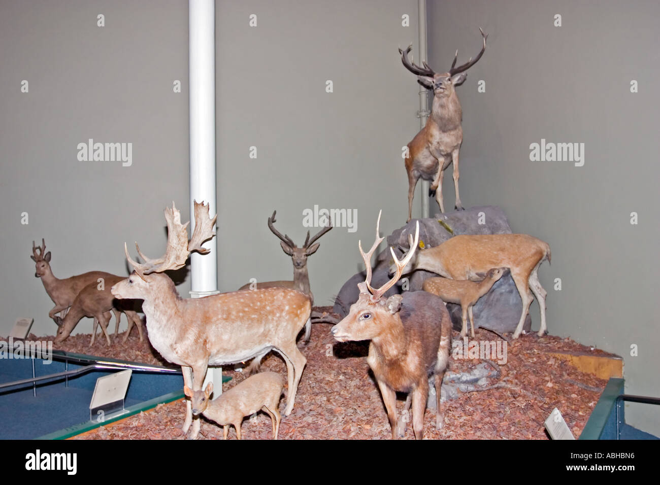 Red deer museum hi-res stock photography and images - Alamy