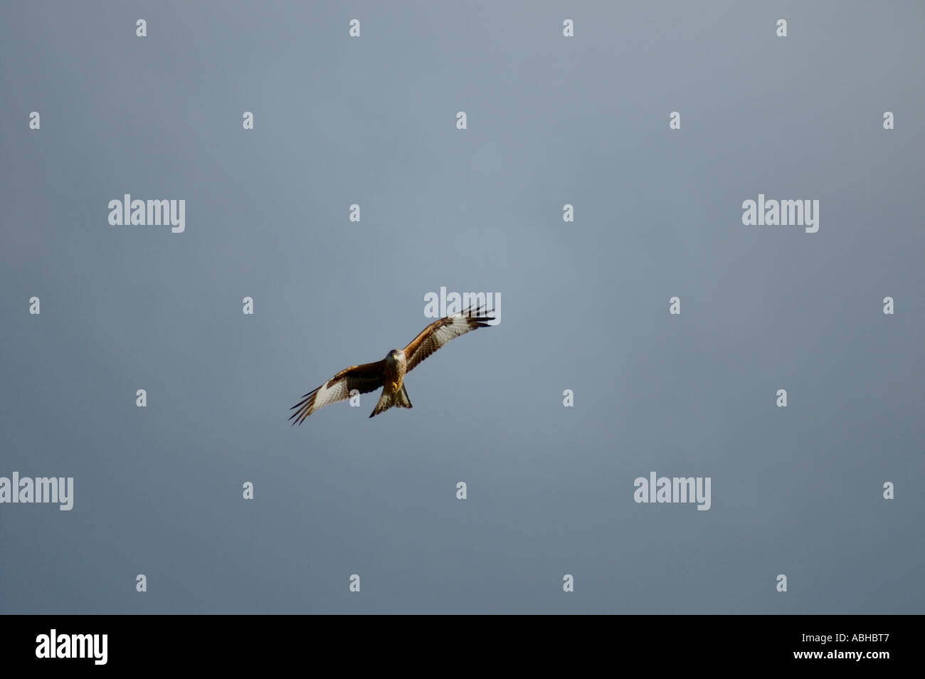 Bowed kites hi-res stock photography and images - Alamy