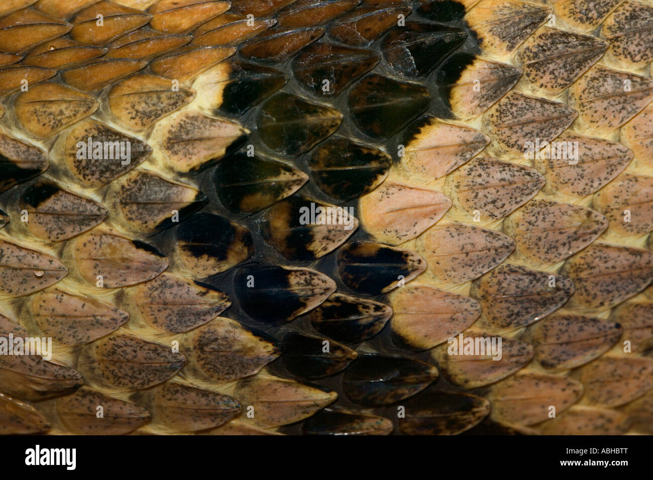 Timber Rattlesnake scales Stock Photo - Alamy
