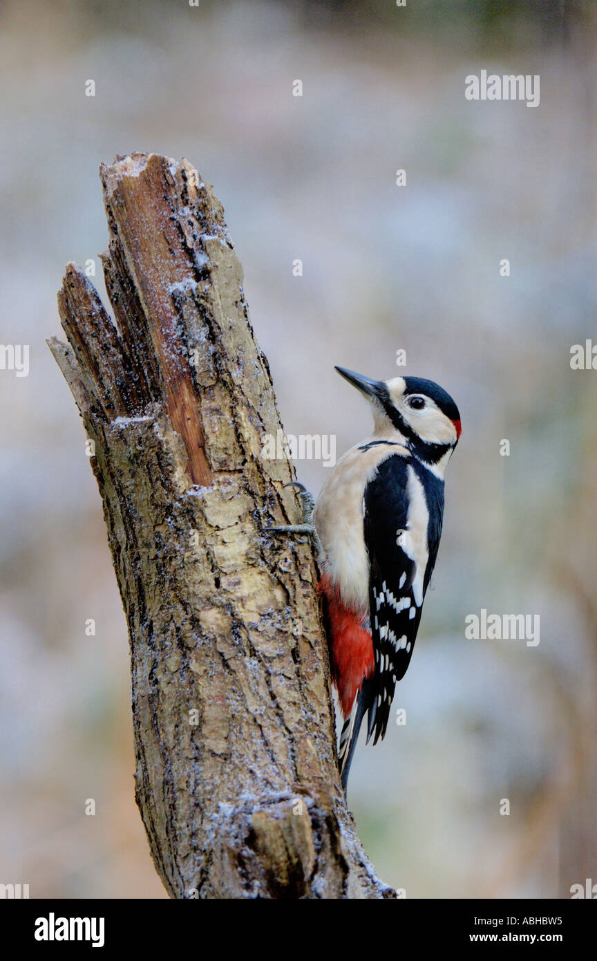 GREAT SPOTTED WOODPECKER Dendrocopus major Stock Photo - Alamy