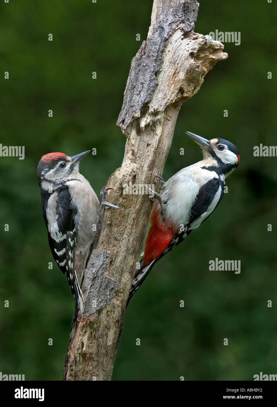 GREAT SPOTTED WOODPECKER Dendrocopus major Stock Photo - Alamy