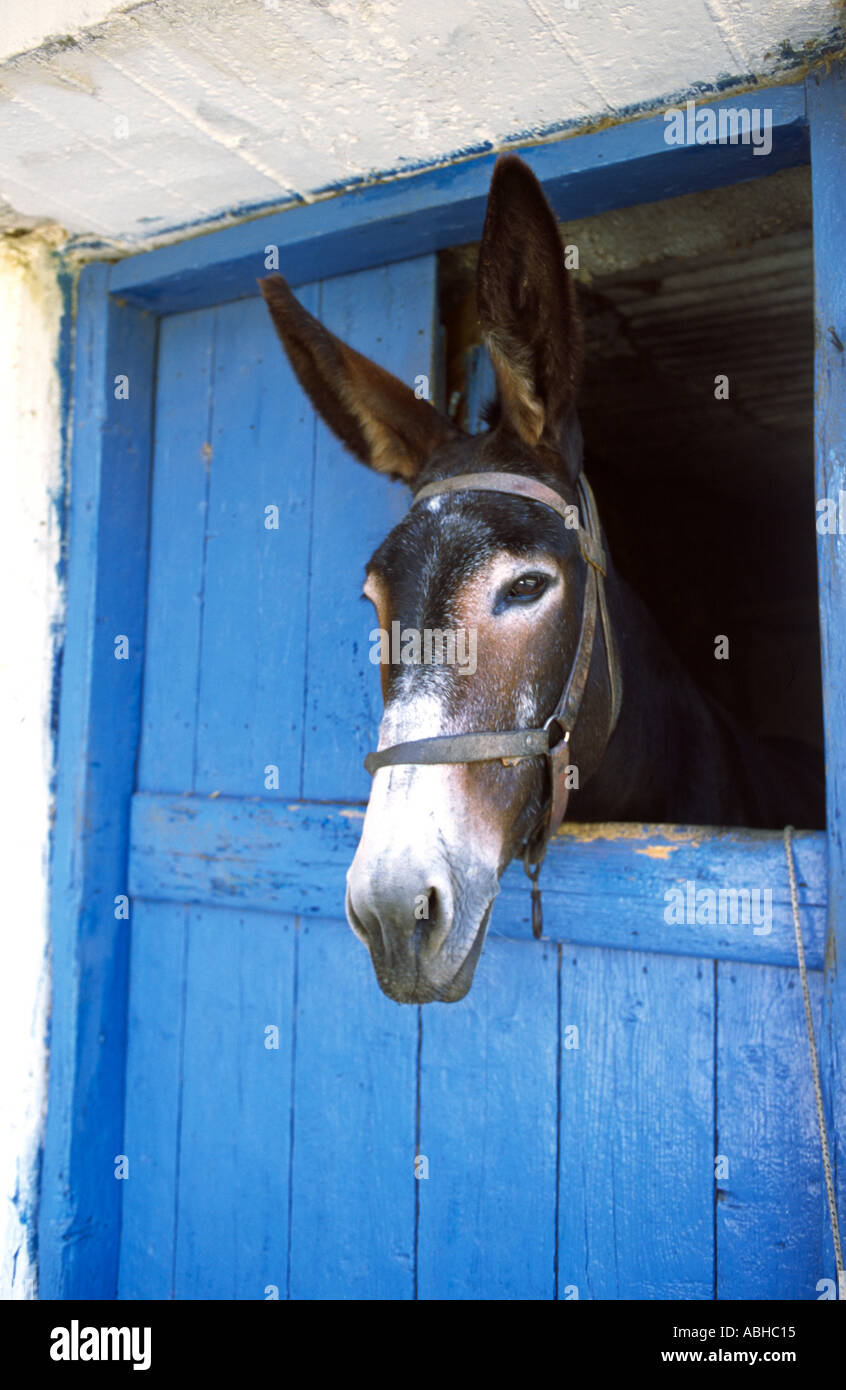 Mule Stable Door Lasithi Plateau Eastern Crete Kriti Creta Greece EU ...