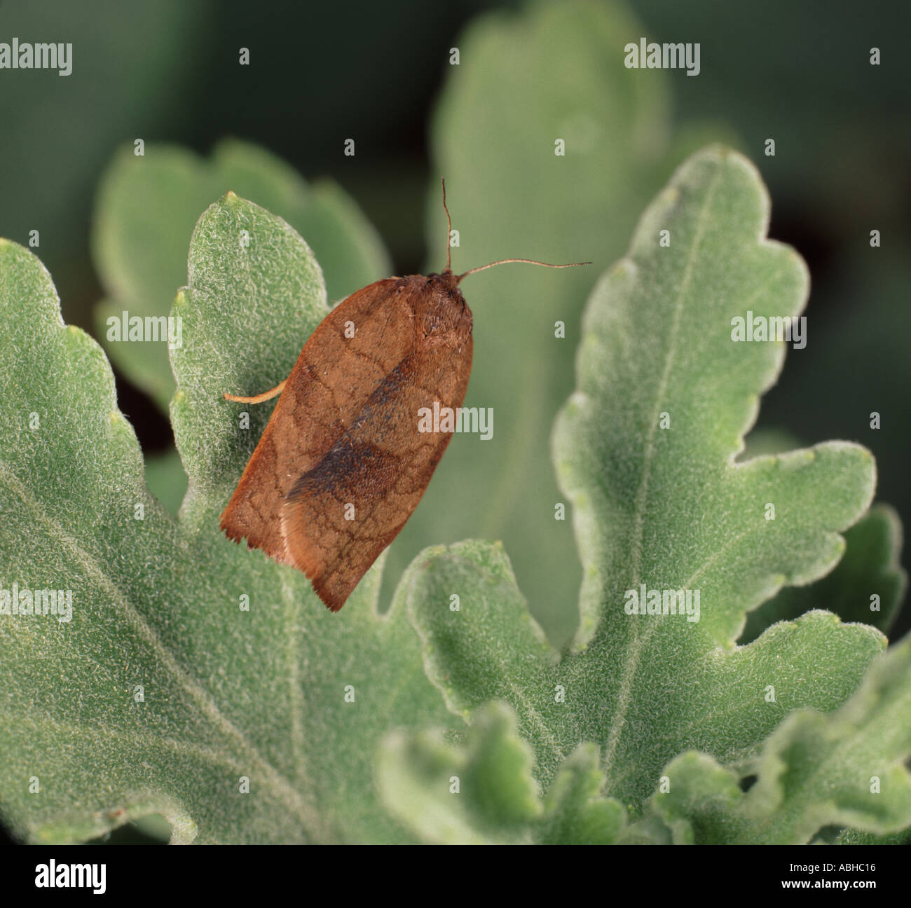 Carnation tortix moth hi-res stock photography and images - Alamy