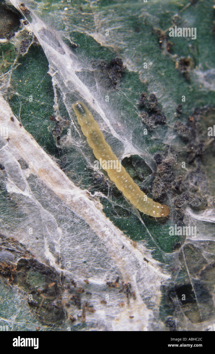 Carnation tortrix moth hi-res stock photography and images - Alamy