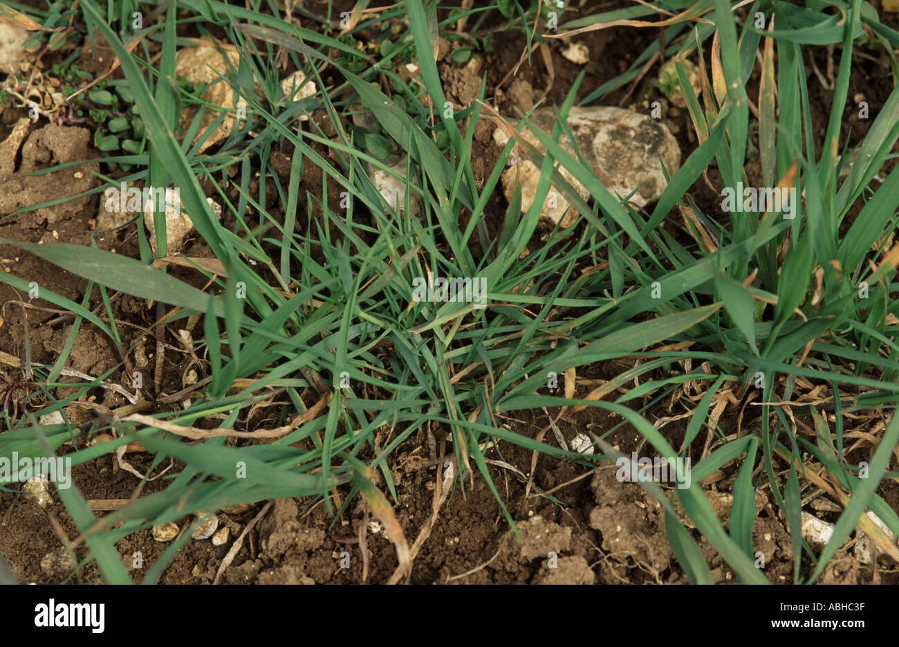 Blackgrass Alopecurus myosuroides plant growing in young wheat crop ...