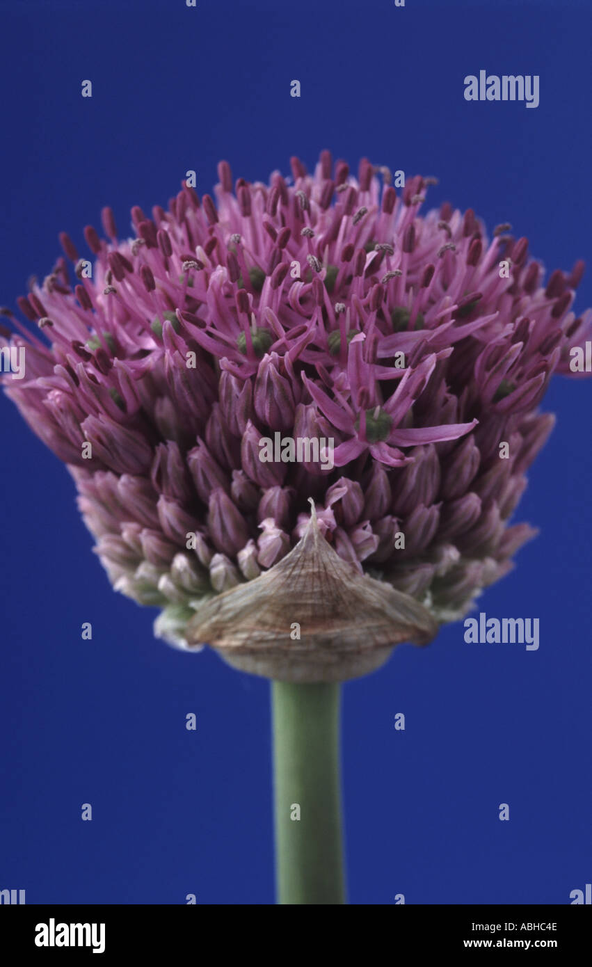 Allium 'His Excellency'. Ornamental Onion Stock Photo - Alamy