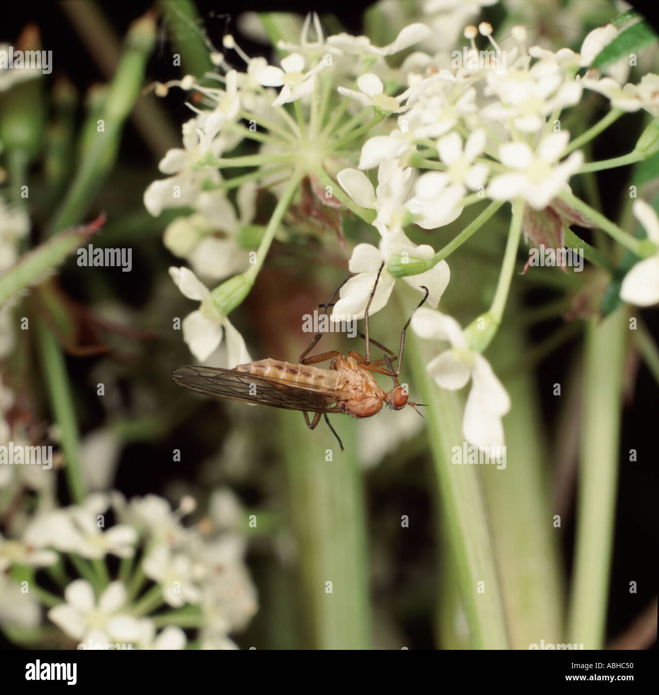 Pest predator hi-res stock photography and images - Alamy