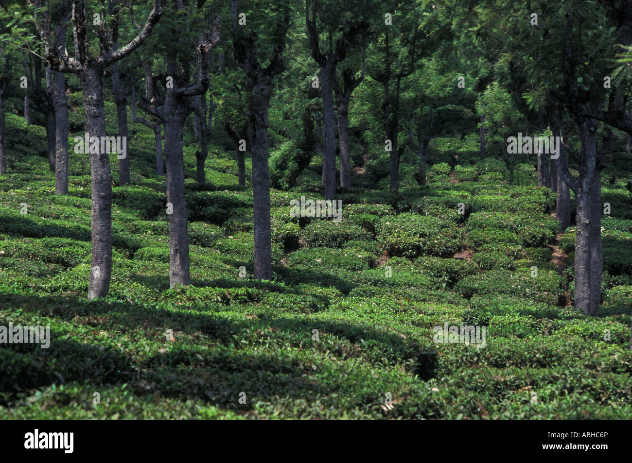 SRI LANKA Kandy tea plantation Stock Photo - Alamy