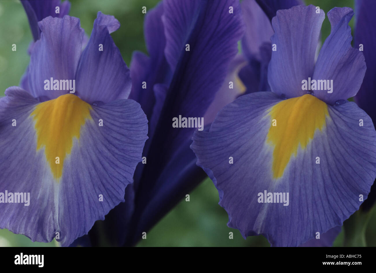Iris 'Sapphire Beauty'. Dutch iris Stock Photo - Alamy