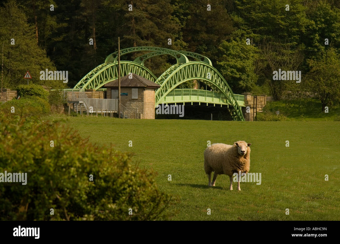 Sheep Chain Bridge Nantyderry Stock Photo - Alamy