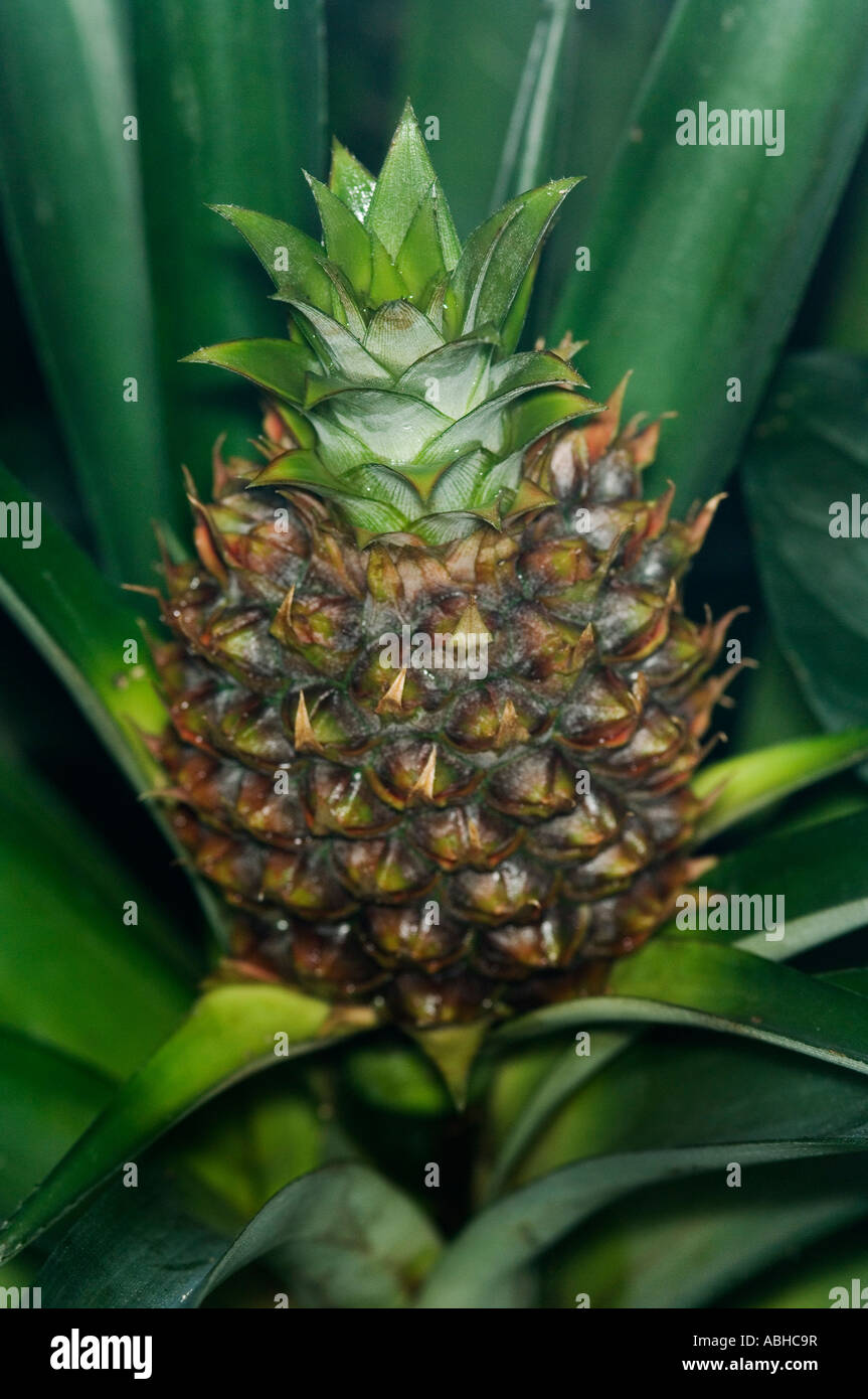 Pineapple cultivation hawaii hi-res stock photography and images - Alamy