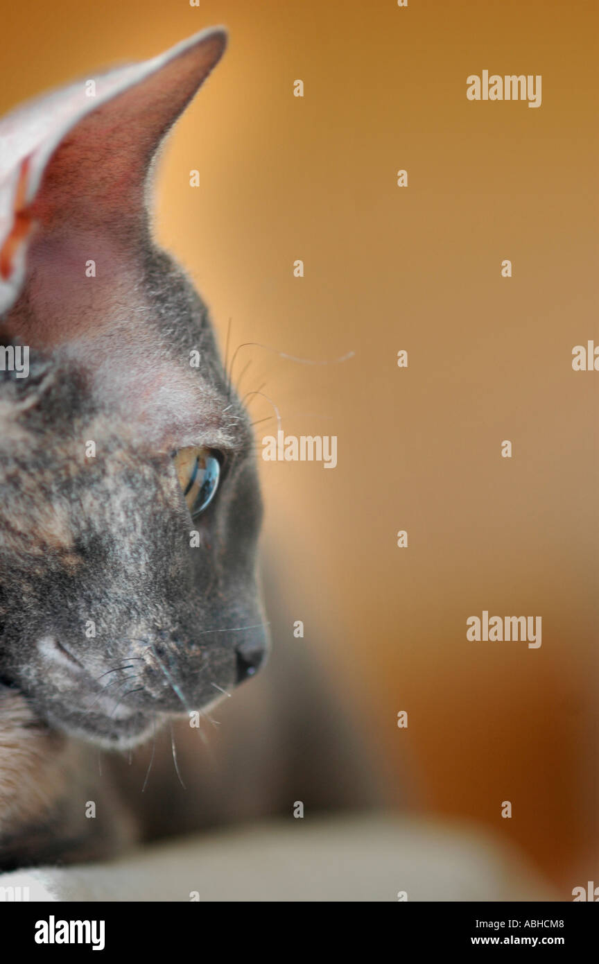 Gray Blue Cornish Rex breed of cat with short hair and yellow eyes ...