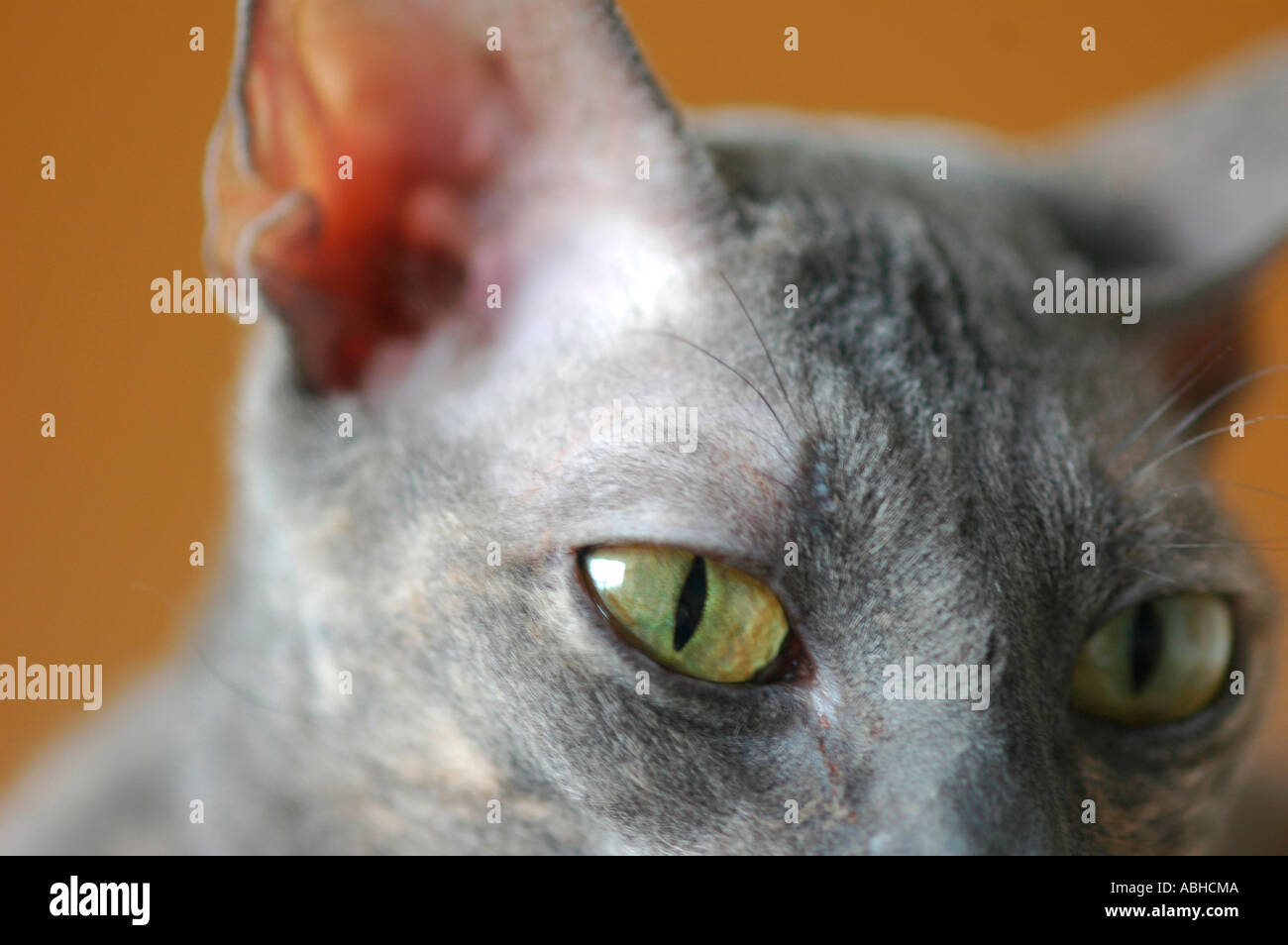 Gray Blue Cornish Rex breed of cat with short hair and yellow eyes ...