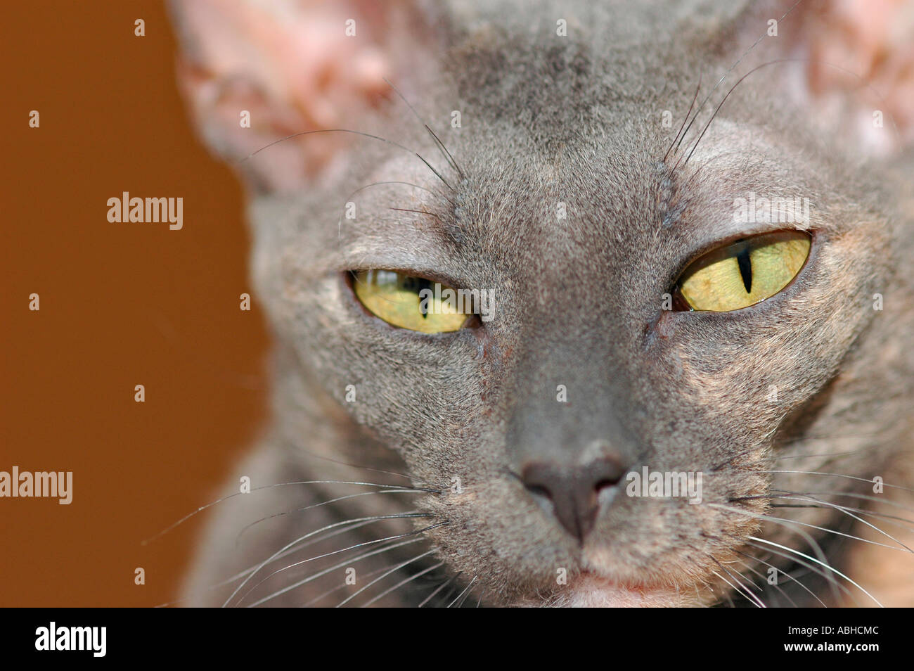 Gray Blue Cornish Rex breed of cat with short hair and yellow eyes ...