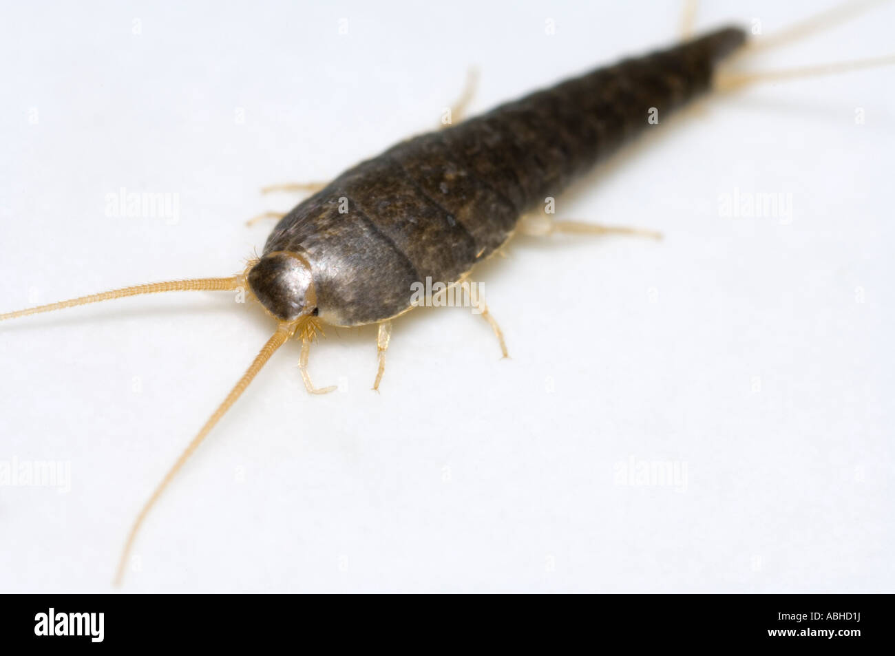 Silverfish Close Up High Resolution Stock Photography and Images - Alamy