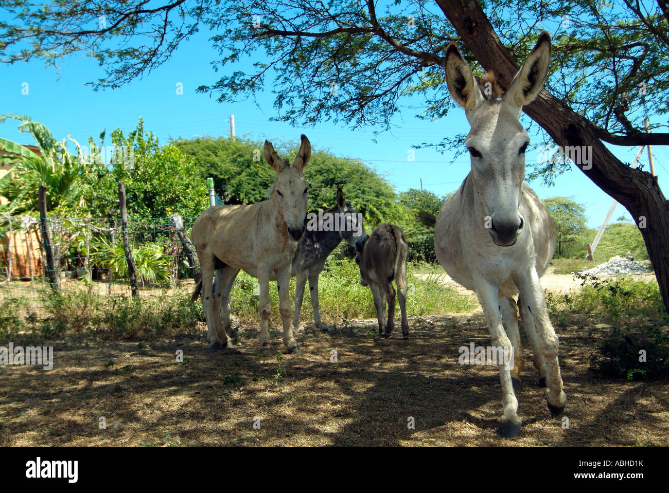 Wild donkeys in Bonaire Stock Photo - Alamy