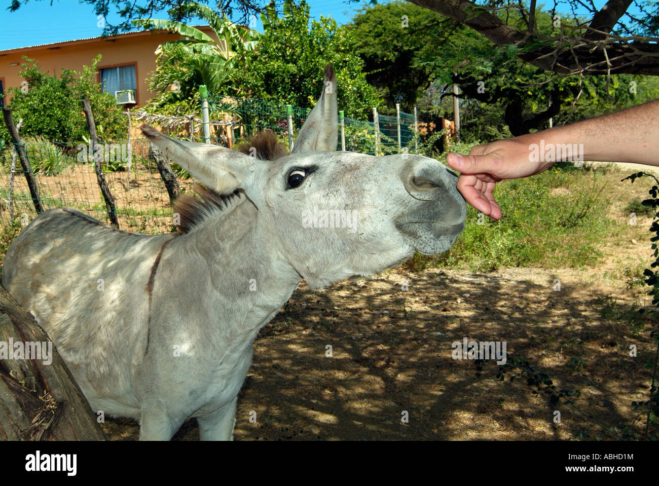 Wild donkey in Bonaire Stock Photo - Alamy