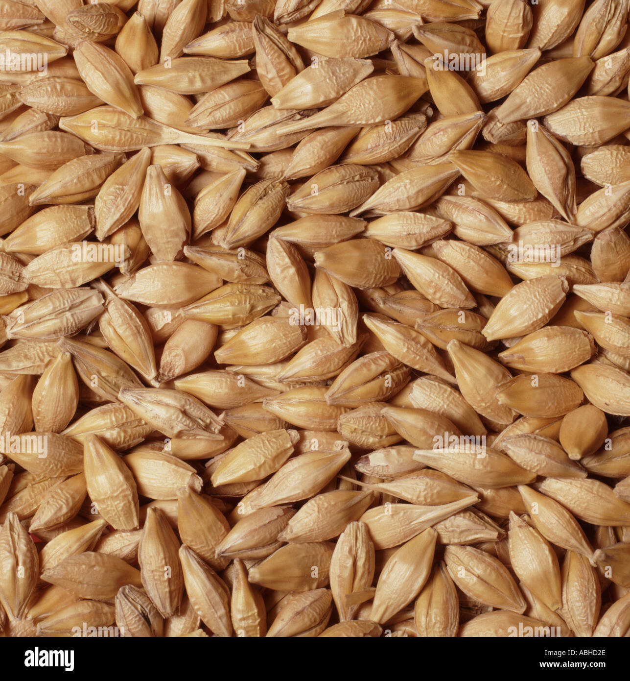 Barley grains animal feed hi-res stock photography and images - Alamy
