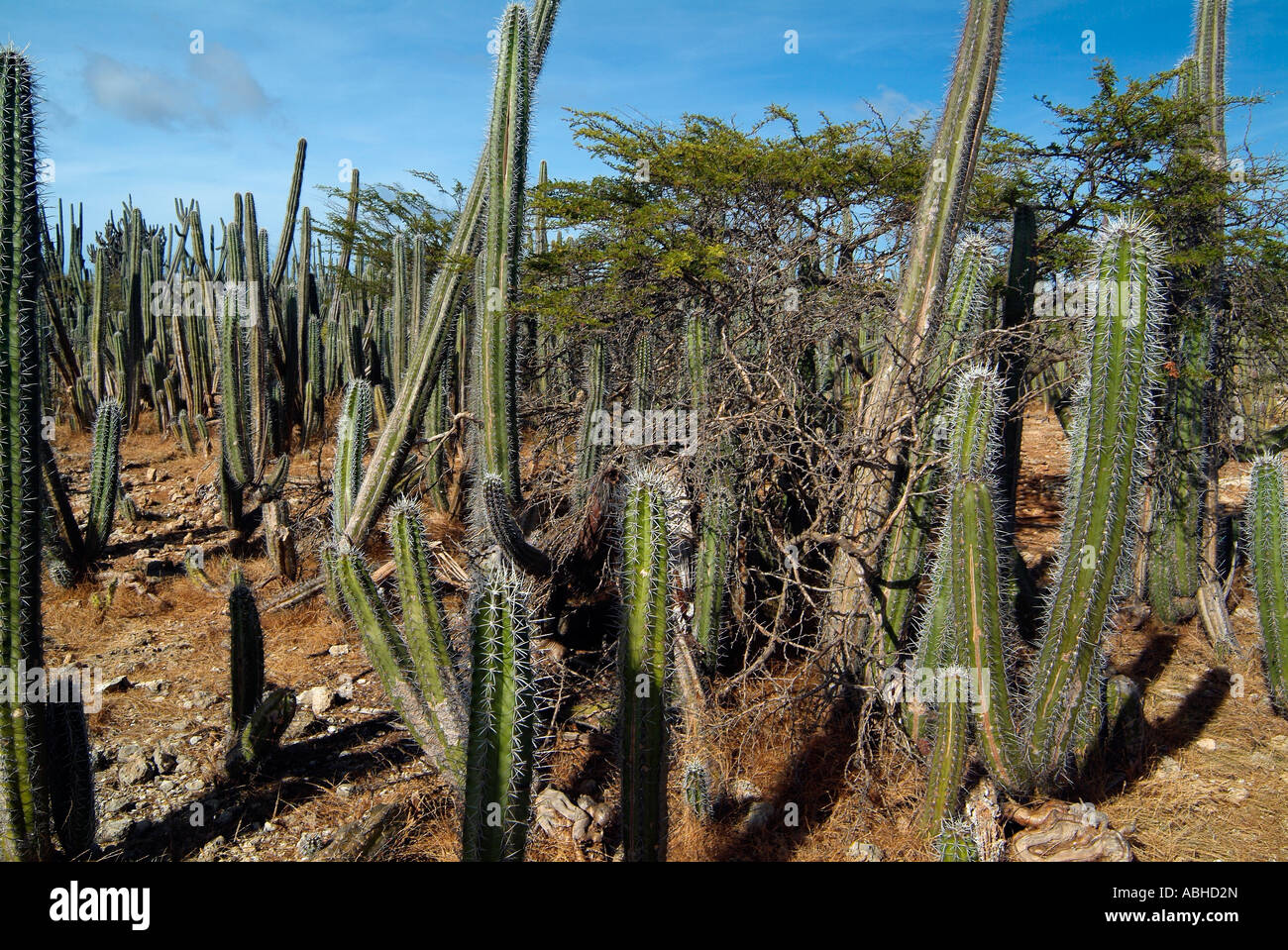 Desert candle cactus hi-res stock photography and images - Alamy