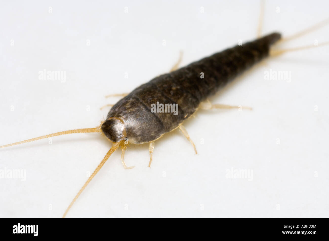 Closeup of a silverfish Lepisma saccharina Stock Photo - Alamy