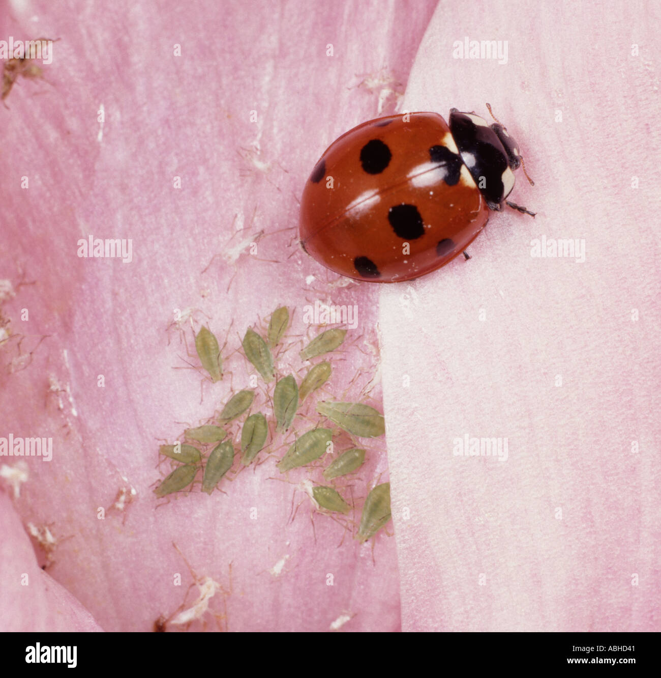 Pink spotted lady beetle hi-res stock photography and images - Alamy