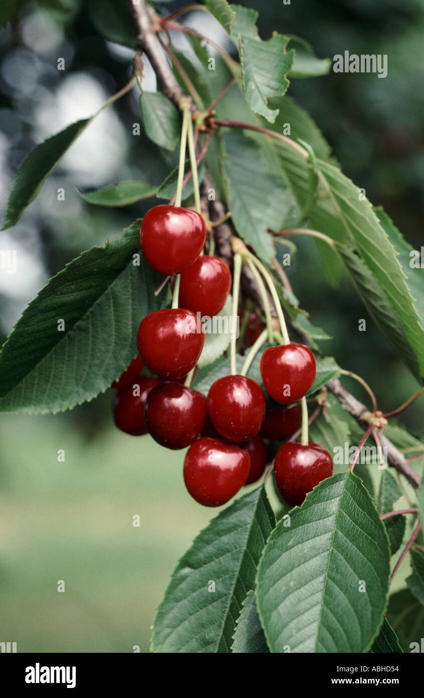 Edible cherry tree hi-res stock photography and images - Alamy
