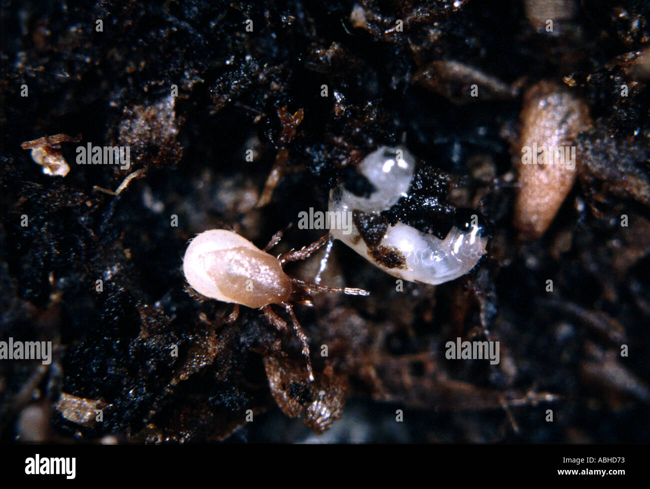 A predatory mite Hypoaspis miles attacking a sciarid fly Lycoriella spp ...