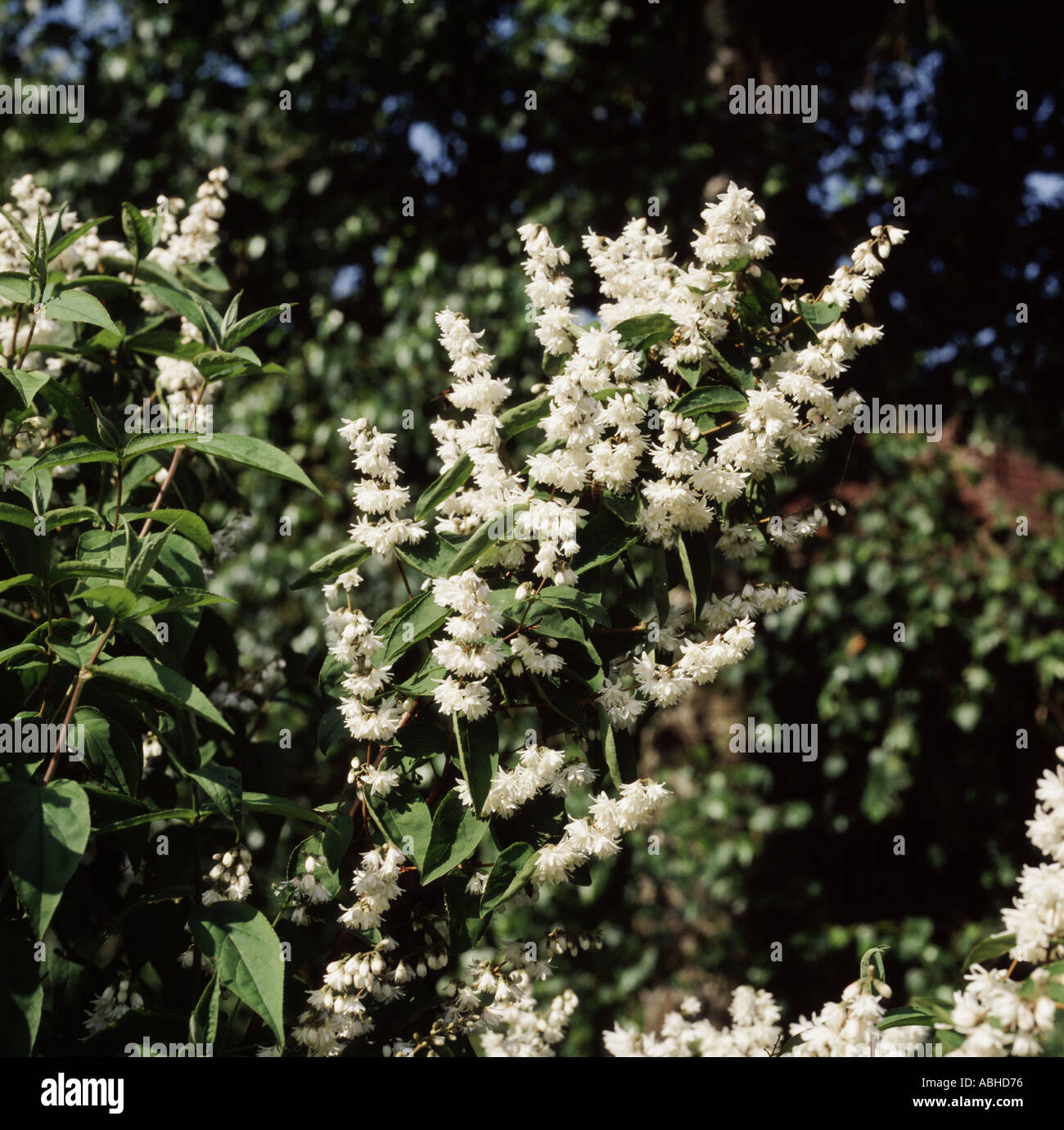 Deutzia flower hi-res stock photography and images - Alamy