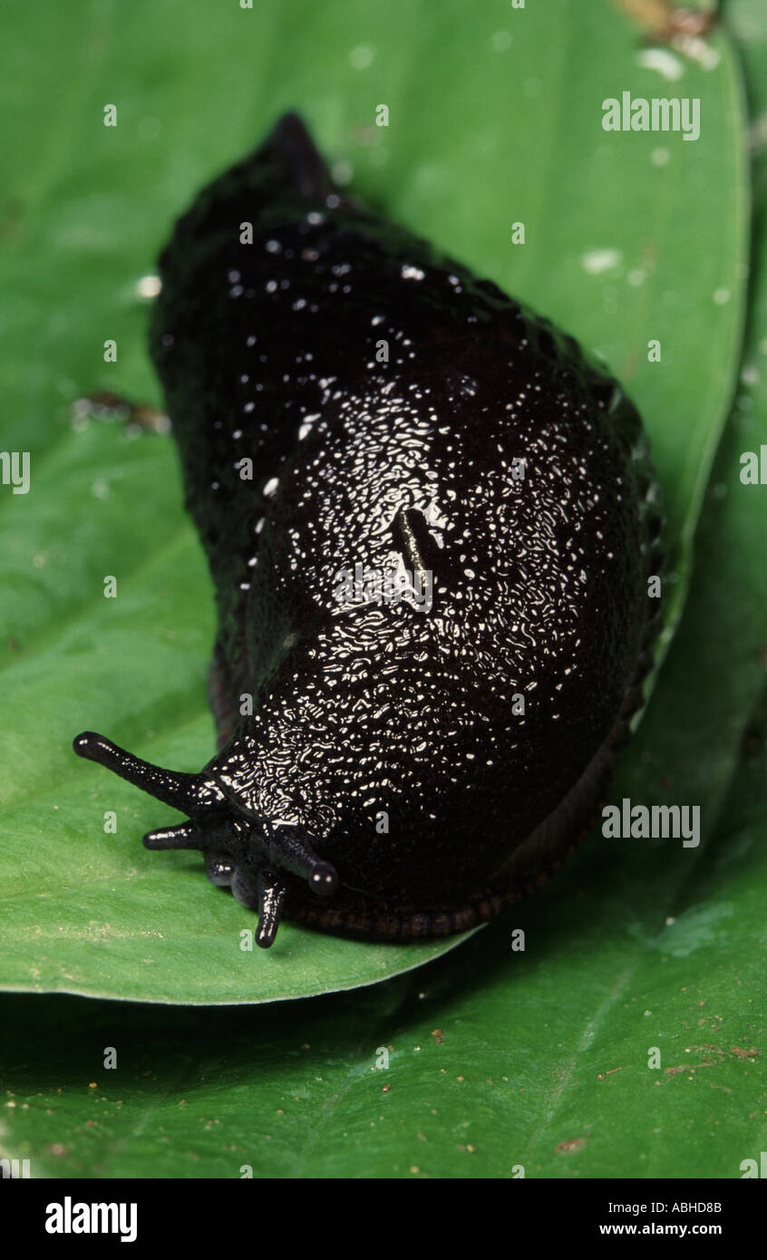 Slug up close hi-res stock photography and images - Alamy