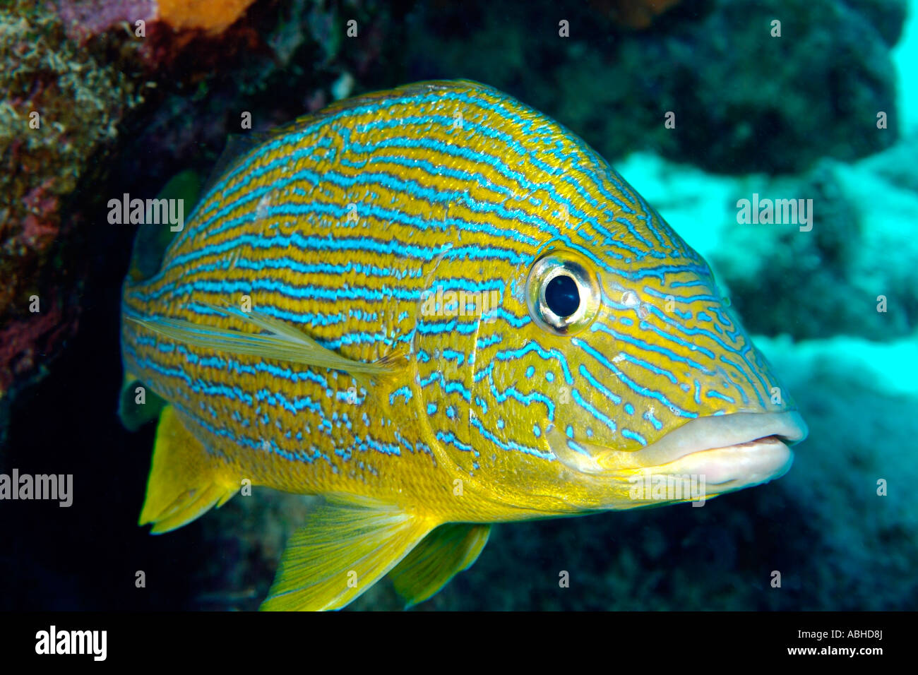 French grunt in Bonaire Stock Photo - Alamy