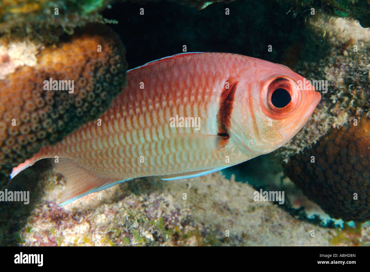 Blackbar soldierfish hi-res stock photography and images - Alamy