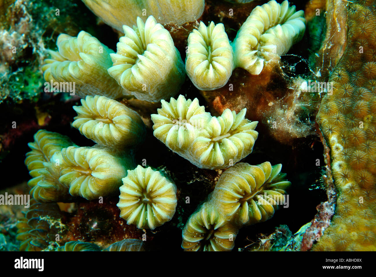 Tube coral in Bonaire Stock Photo - Alamy